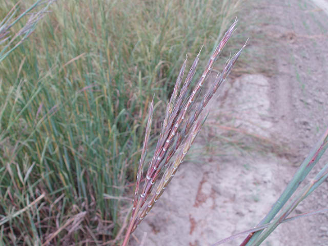 Groundcover Plants of Longleaf Forests in East Texas - Texas Longleaf Team