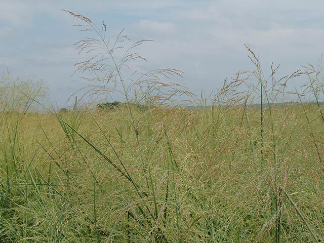 Groundcover Plants of Longleaf Forests in East Texas - Texas Longleaf Team